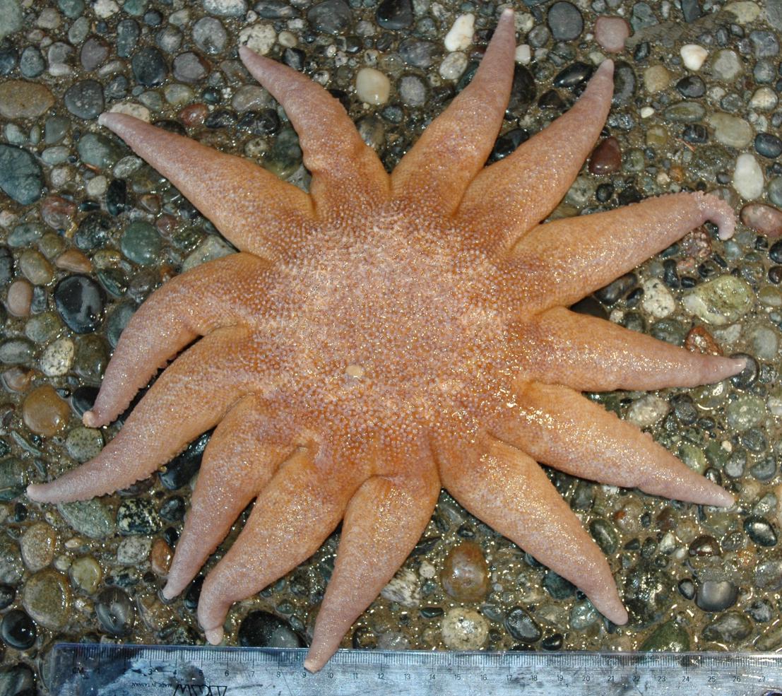 Solaster dawsoni (Morning sun star)